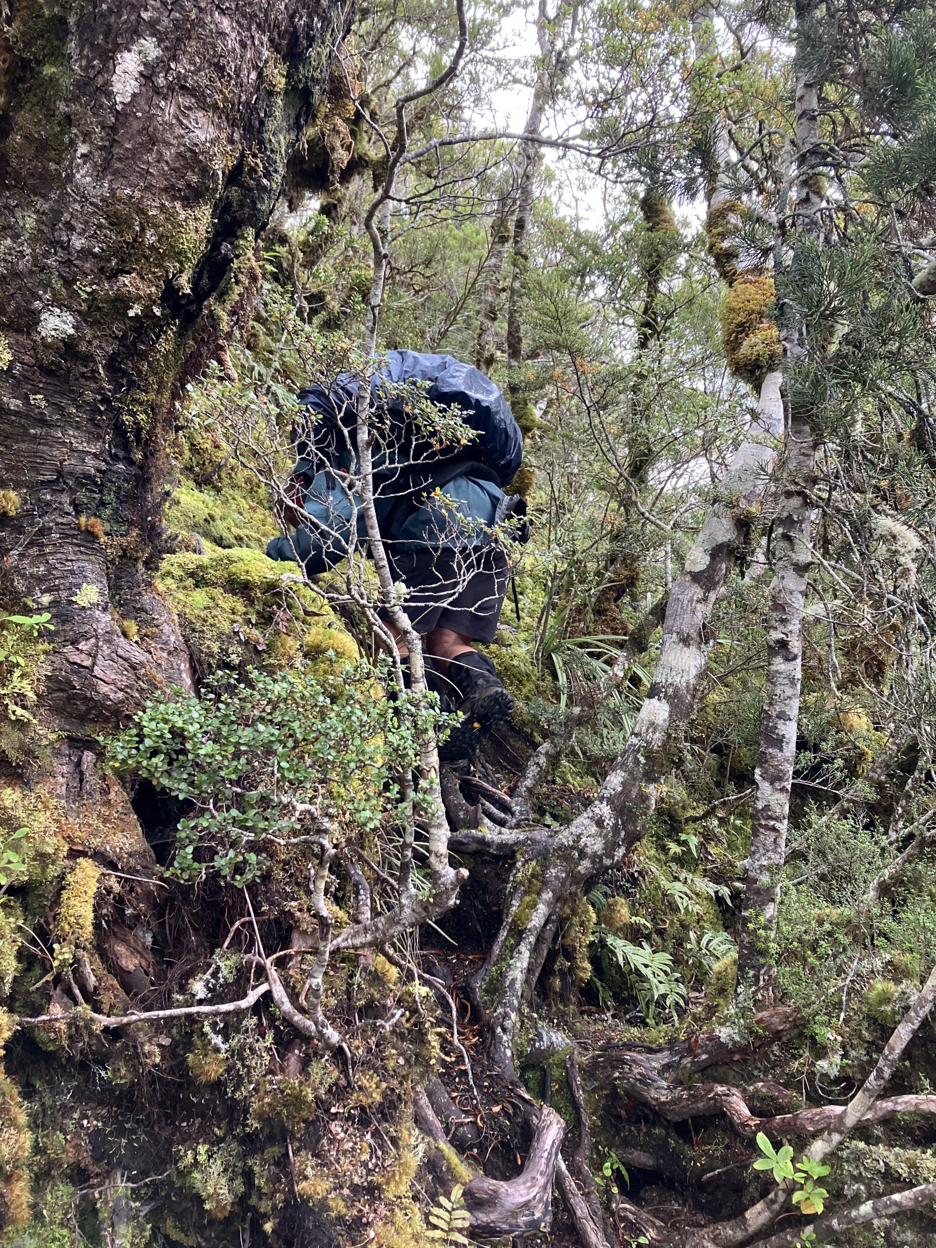 Surviving the Dusky Track: A Challenging Hike Through Fiordland’s ...